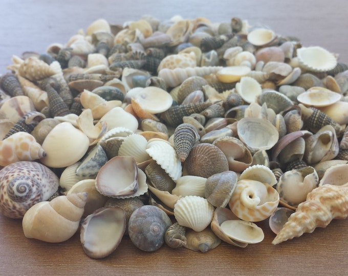 Mixed Nassa Shells-white/tan Small Shells-beach Home Decor-crafting ...
