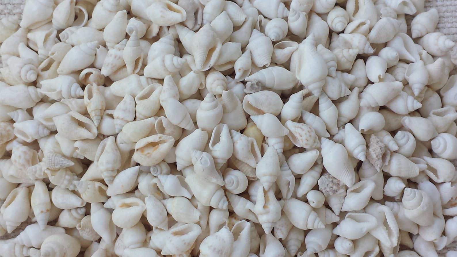 Tiny Shells Beach Decor Seashells Shells Craft Shells - Etsy