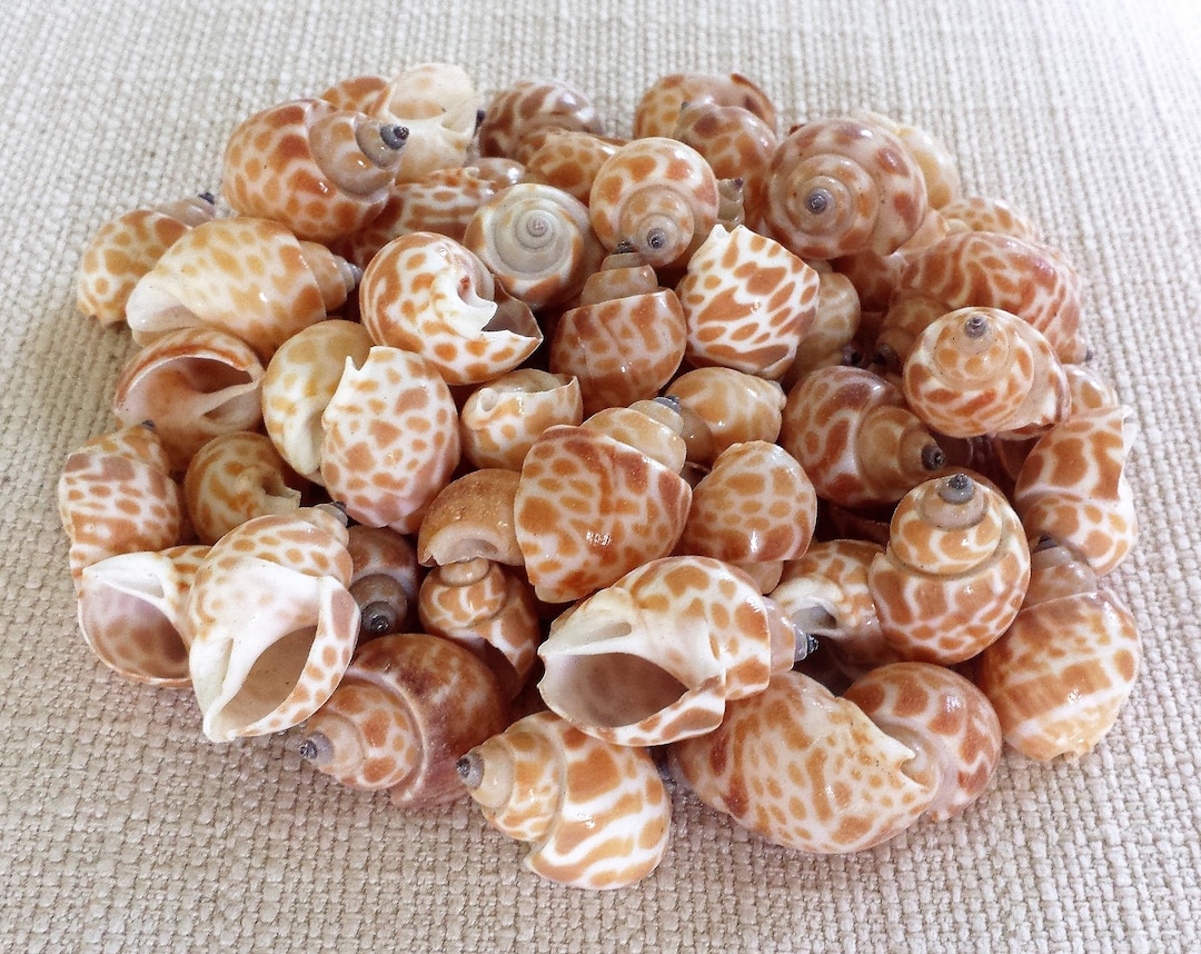 Seashells, Shells, Craft Shells, Bulk Shells, Small Shells, Hermit Crab ...