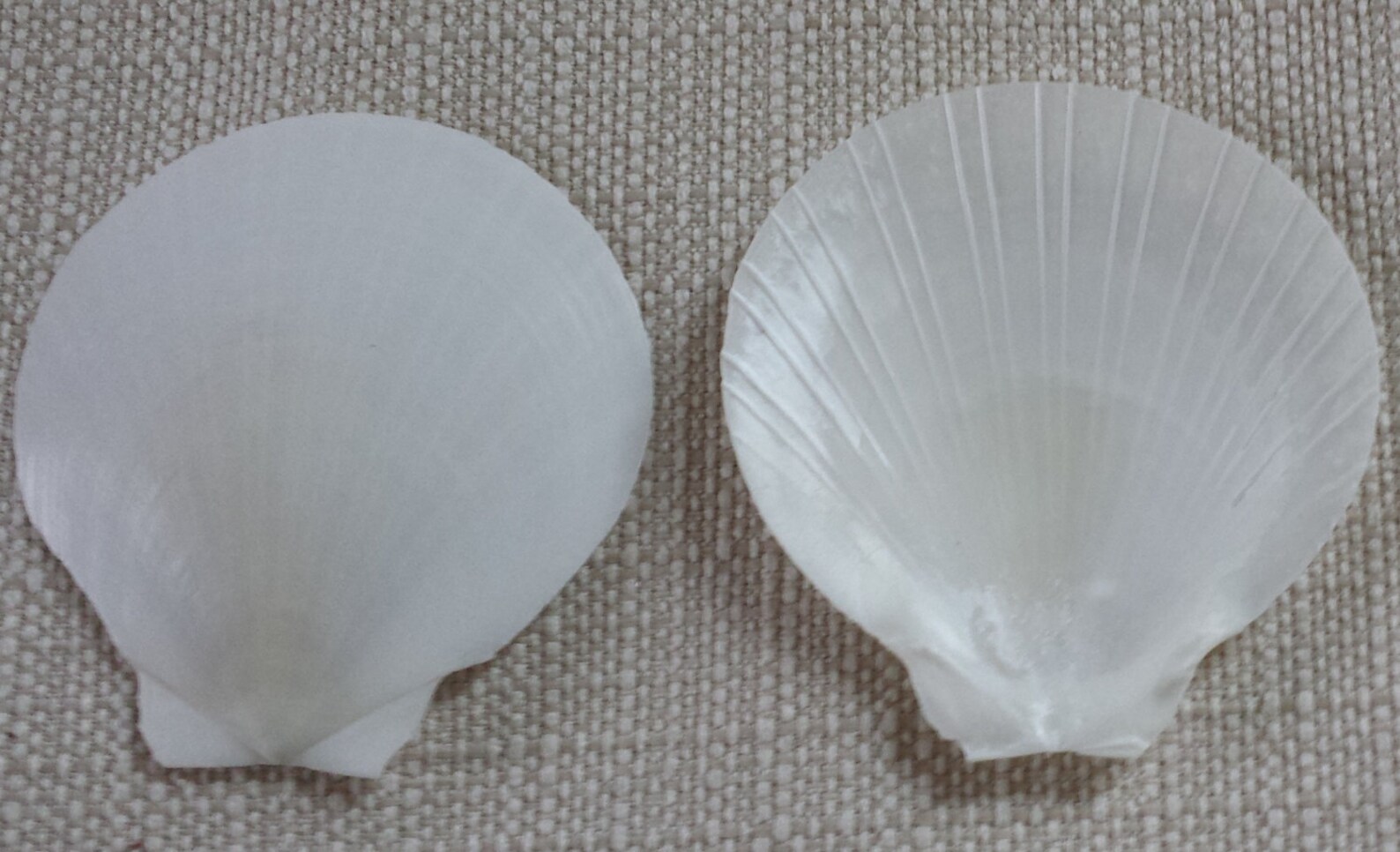 Beach Decor, Sun Shell, Scallop Shells, Craft Shells, Seashells, Shells ...