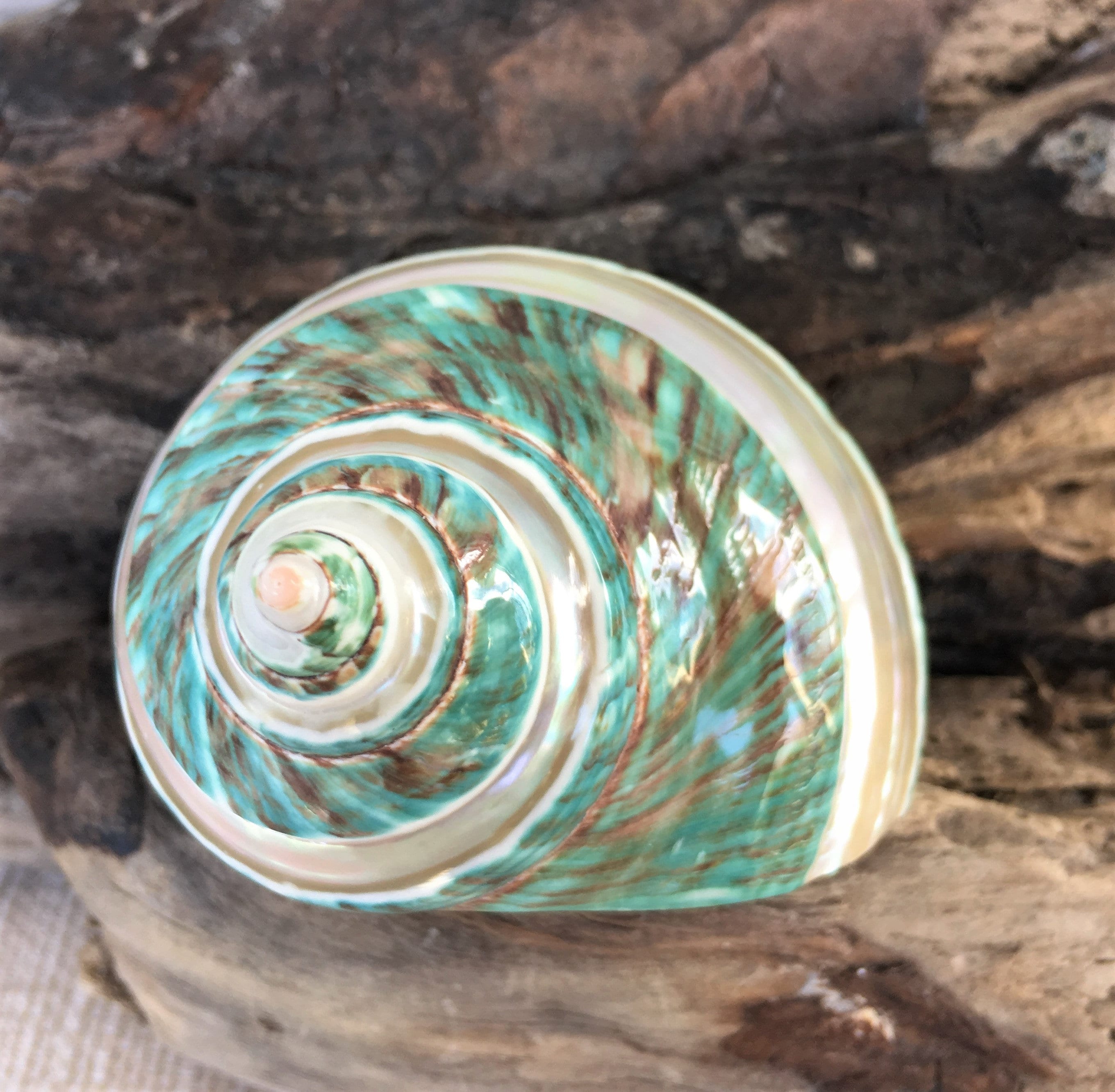 Seashells Shells Beach Decor Hermit Crab Shells Polished | Etsy