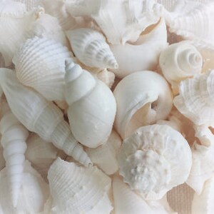 Beach Decor, White Shells, Shells, Seashells, Sea Shells Bulk, White ...