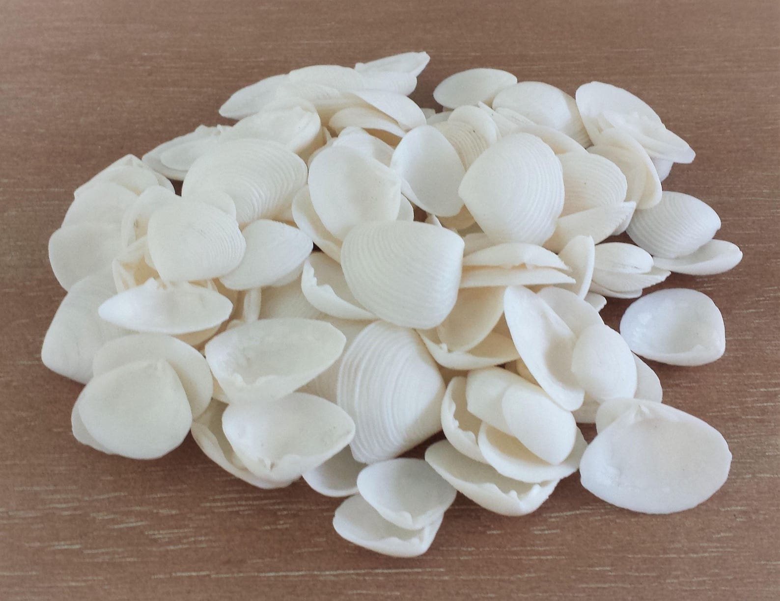 Clam Shells 200 White Clam Shells Tiny Shells Small | Etsy