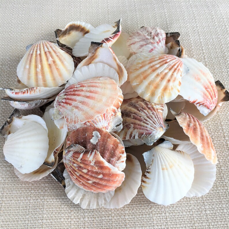 Conchas de vieira Conchas artesanales Decoración de playa - Etsy España