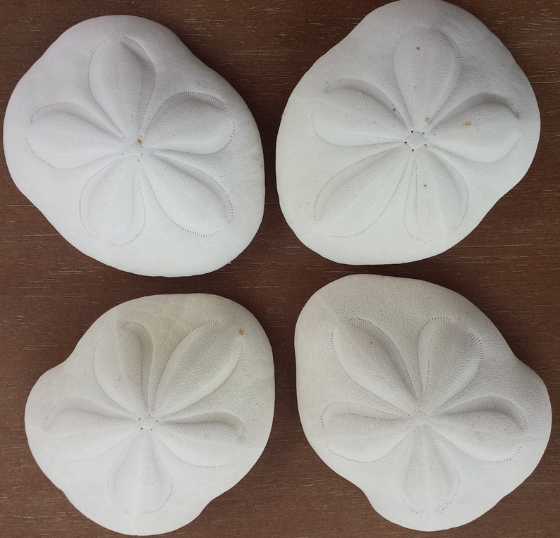 Specimen Seashell Specimen Shell Sea Biscuit Beach Decor | Etsy