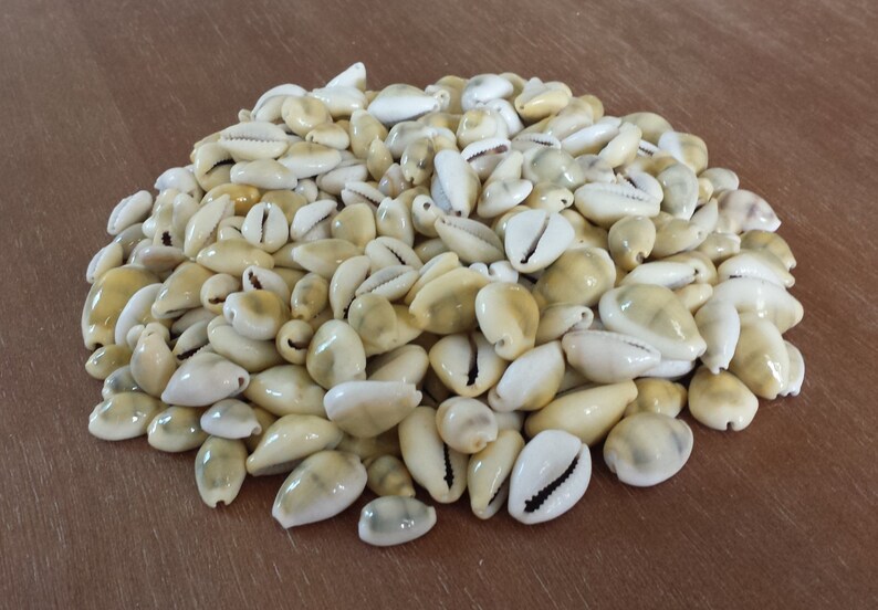 Small Shells Tiny Shells Beach Decor Seashells Shells - Etsy