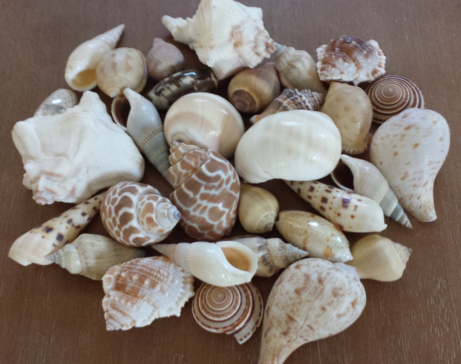 Brown Shell Mix (20), Seashell Mix, Beach Decor, Seashells, Shells ...