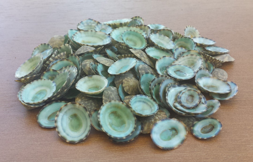 Green Limpet Shells: Coastal Beach Decor, Craft Supplies - Etsy