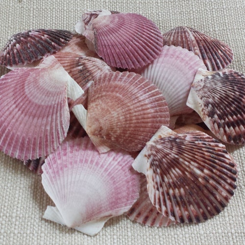 Beach Decor White Bubble Shells 15 Bubble Shell Seashell | Etsy