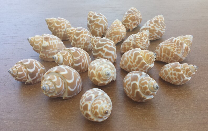 Seashells Shells Craft Shells Bulk Shells Small Shells - Etsy