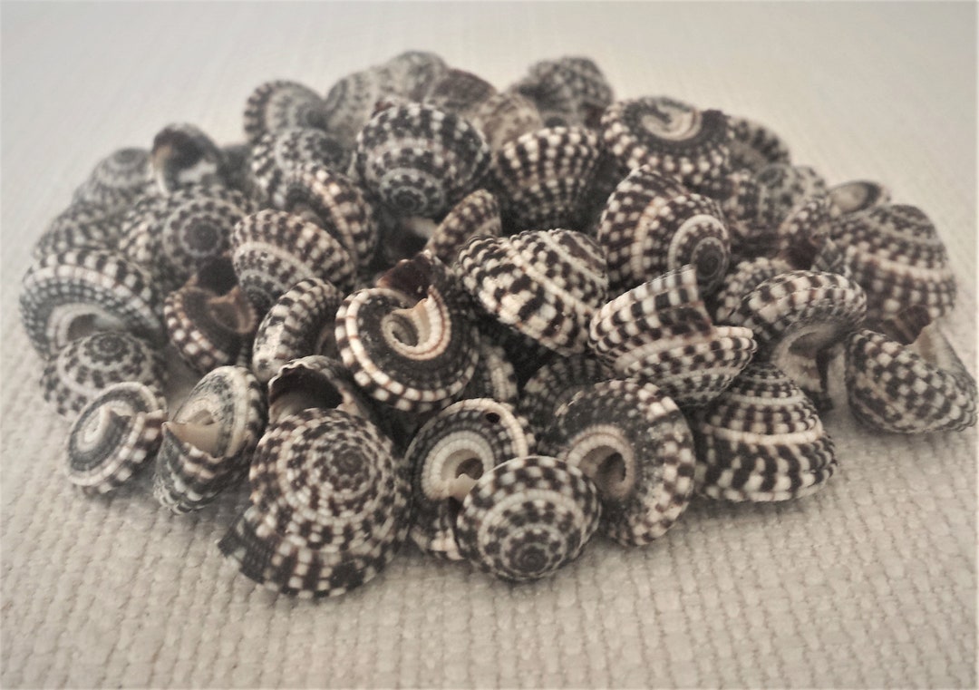 Tiny Shells, Small Shells, Beach Decor, Seashells, Shells, Craft Shells ...