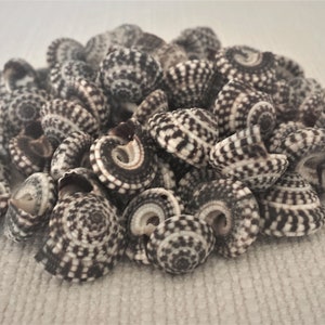 Mixed Nassa Shells-white/tan Small Shells-beach Home - Etsy