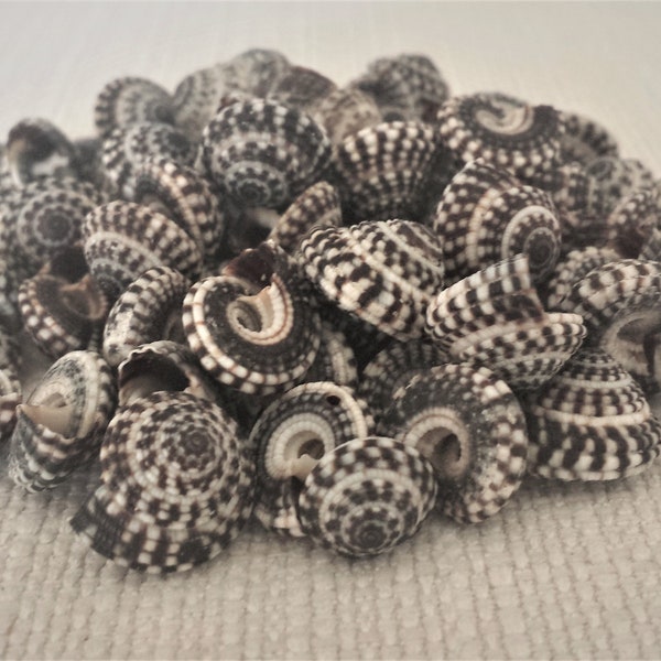 Tiny Seashells - Etsy