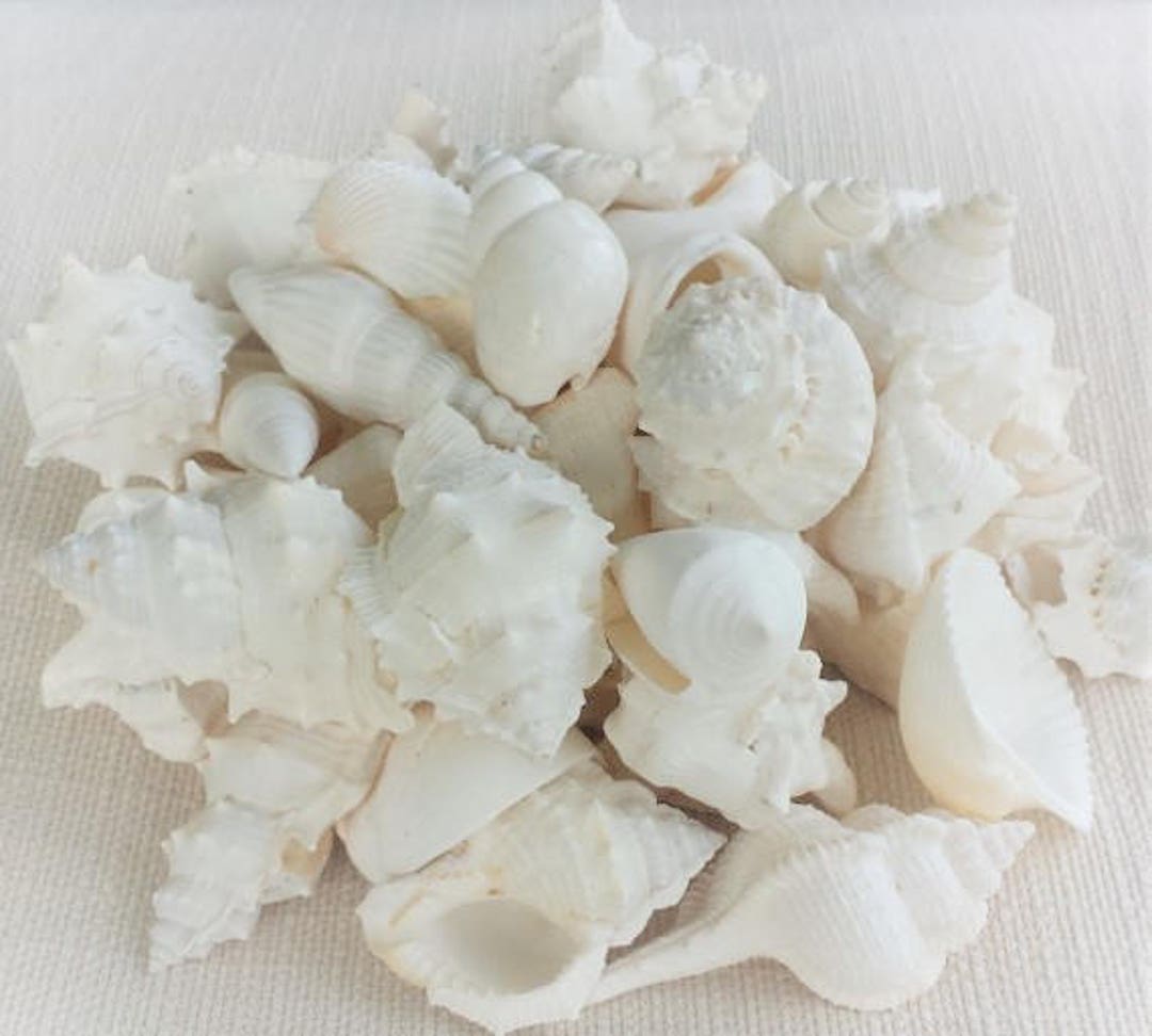 Beach Decor, White Shells, Shells, Seashells, Sea Shells Bulk, White ...