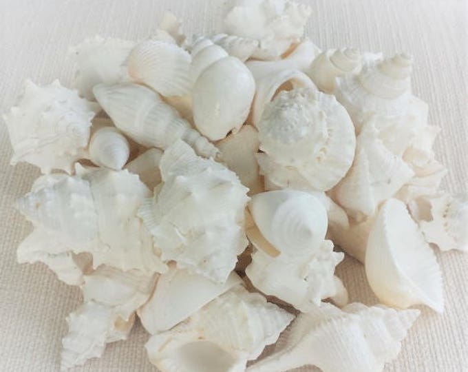 Beach Decor, White Shells, Shells, Seashells, Sea Shells Bulk, White ...
