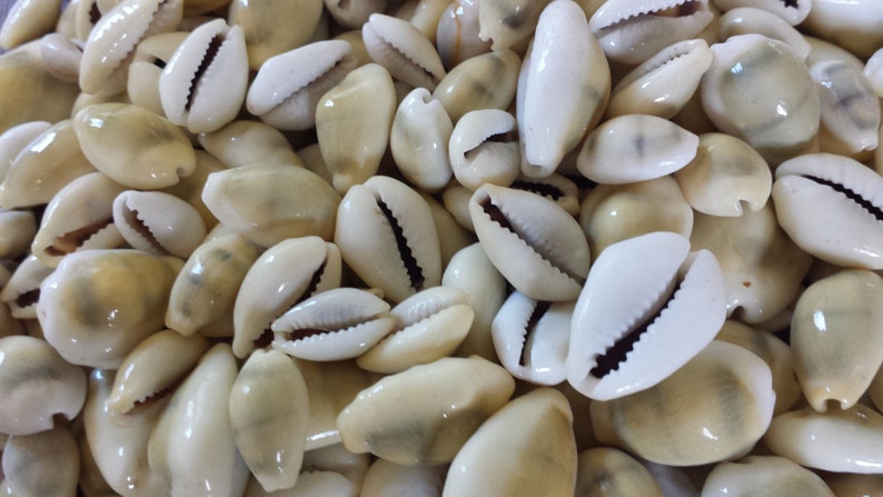 Small Shells Tiny Shells Beach Decor Seashells Shells - Etsy