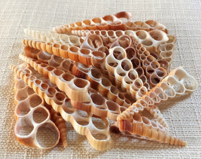 Sea Shells, Seashells, Shells, Bulk Seashells, Craft Shells, Cut Shells ...