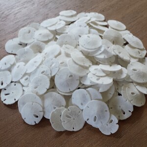 Sand Dollar, Tiny Sand Dollars, Sand Dollars, Beachdecor, Seashells ...