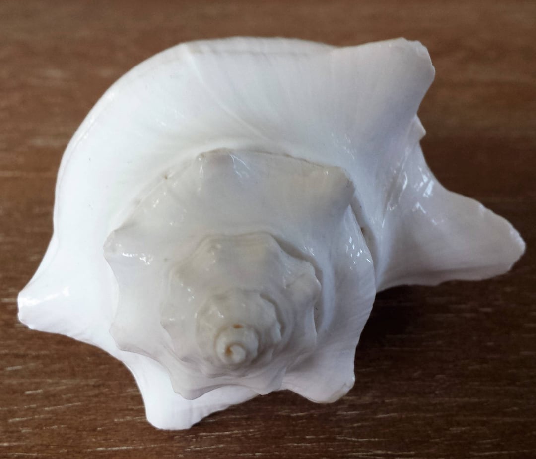 White Shells, (2+) White Sea Shells, Bulk Shells, Beach Decor ...