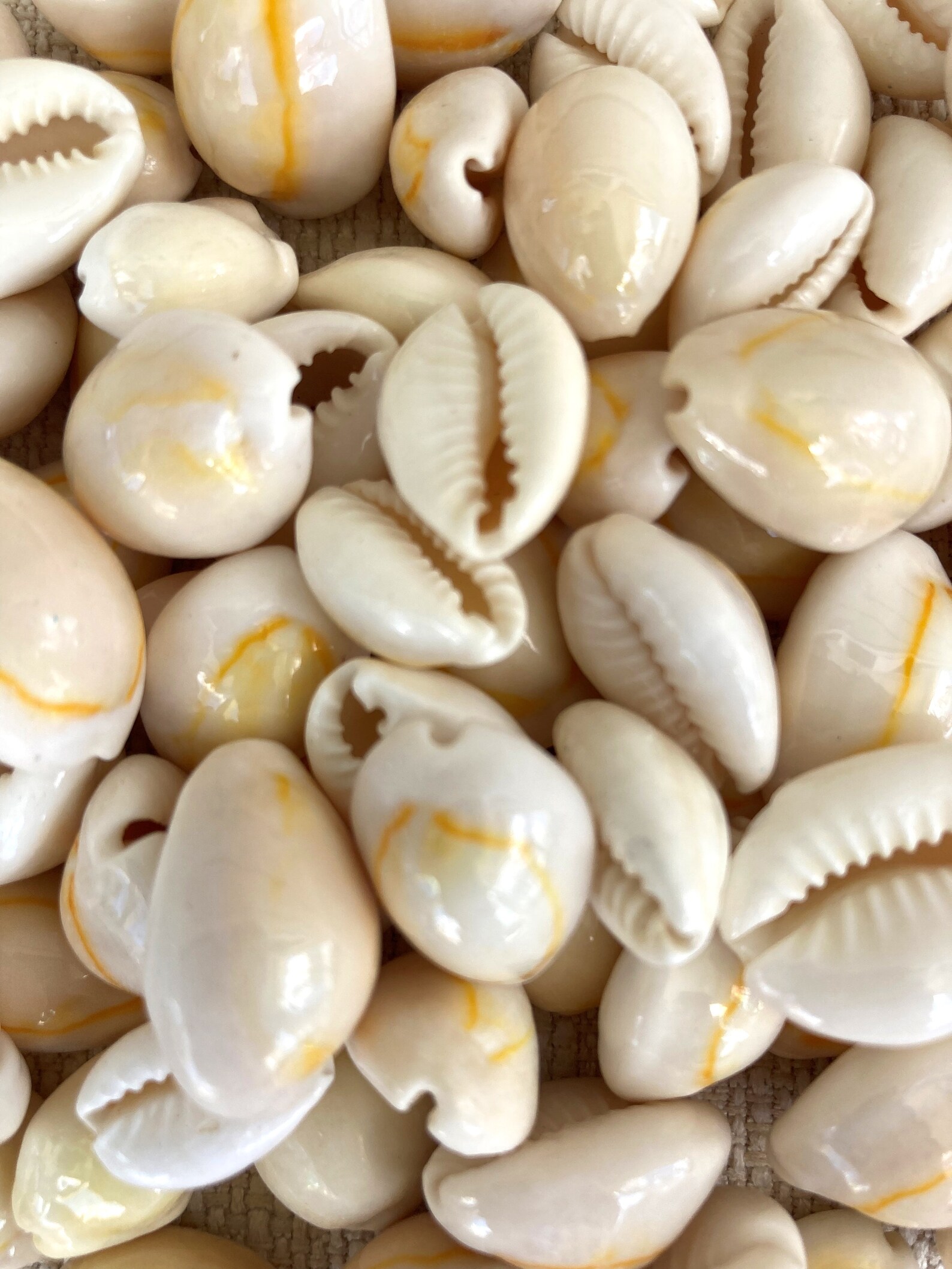 Cowrie Shells White Shells Small Shells Tiny Shells Beach | Etsy