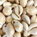 Cowrie Shells, White Shells, Small Shells, Tiny Shells, Beach Decor ...
