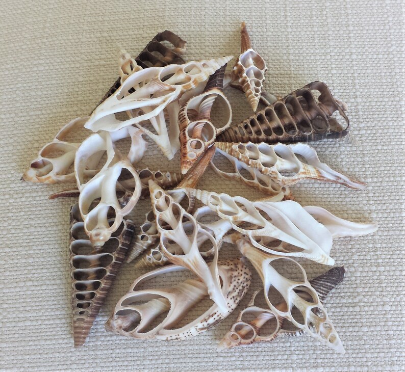 Sea Shells Seashells Shells Bulk Seashells Craft Shells - Etsy