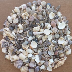 Craft Shells, Sea Shells, Tiny Shells, Small Shells, Beach Decor ...