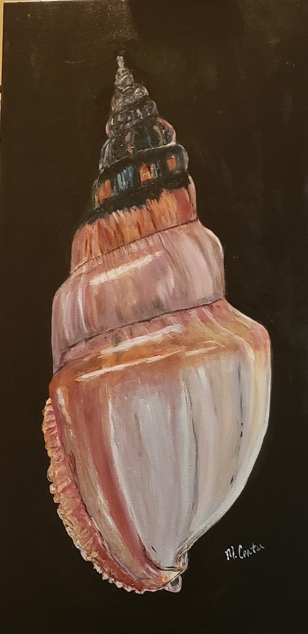 Banded Tulip Sea Shell - Etsy