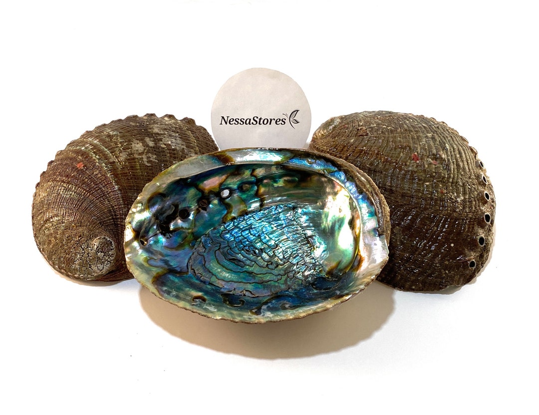 Nessastores- Green Abalone Sea Shell One Side Polished Beach Craft 6 ...
