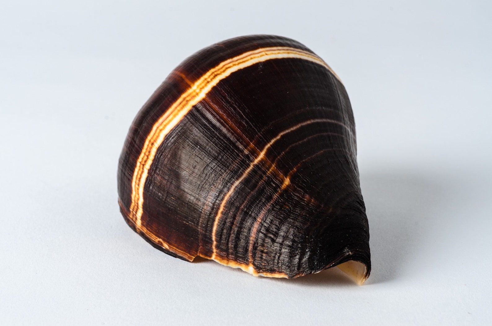 Nessastores Polished Fiber Conch Sea Shell Beach Home Decor | Etsy