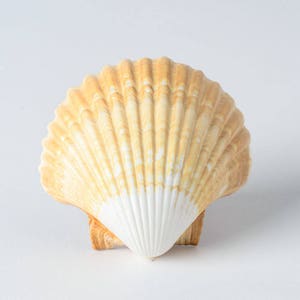Nessastores- Mexican Deep Sea Shell Beach Craft Scallop 2 1/2" - 3" (20 ...
