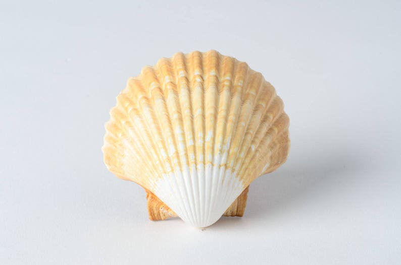 Nessastores Mexican Deep Sea Shell Beach Craft Scallop 2 - Etsy