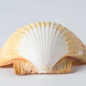 Nessastores- Mexican Deep Sea Shell Beach Craft Scallop 2 1/2" - 3" (20 ...