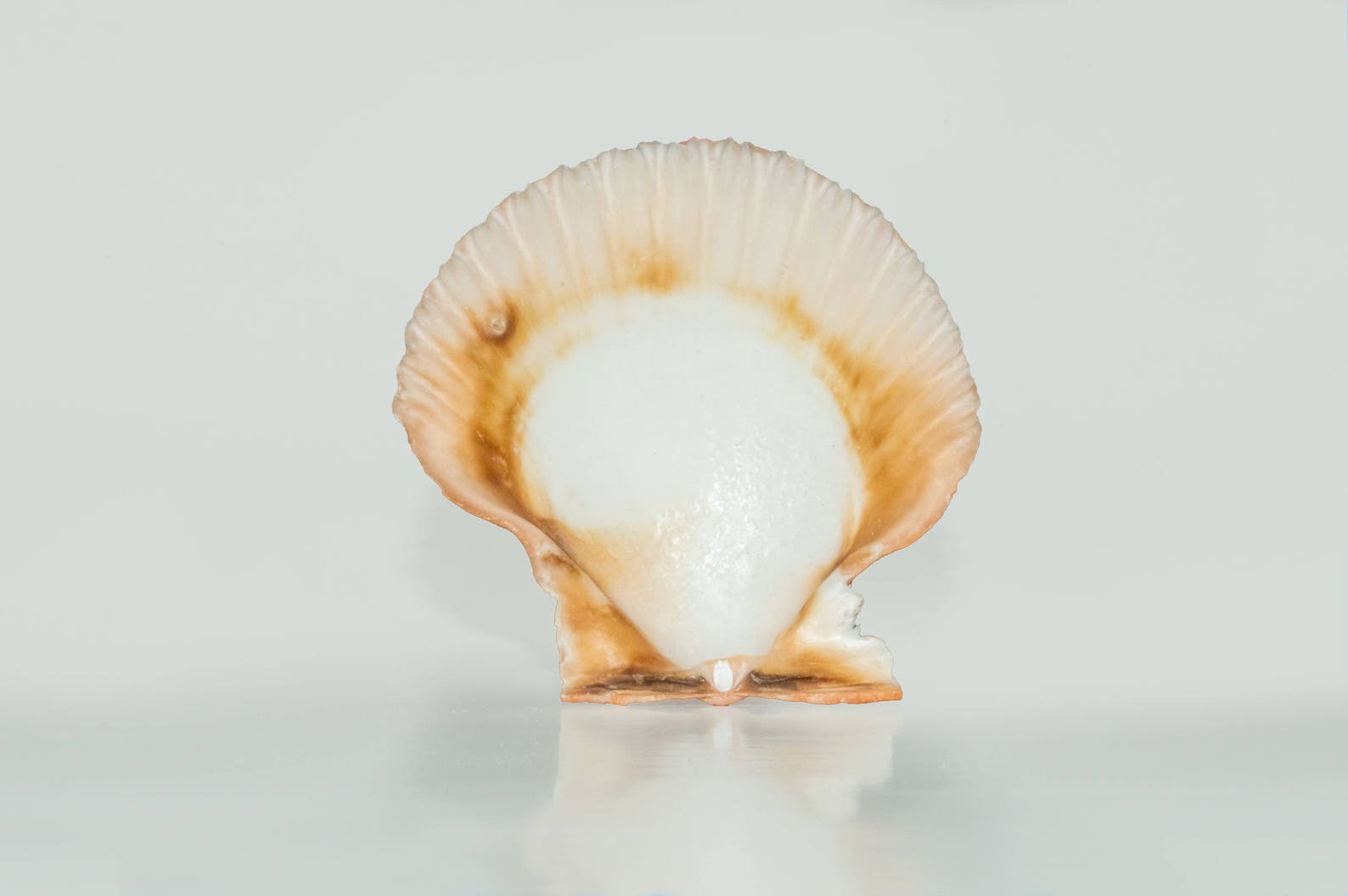 Nessastores Orange Pecten Sea Shell Beach Craft Scallop - Etsy