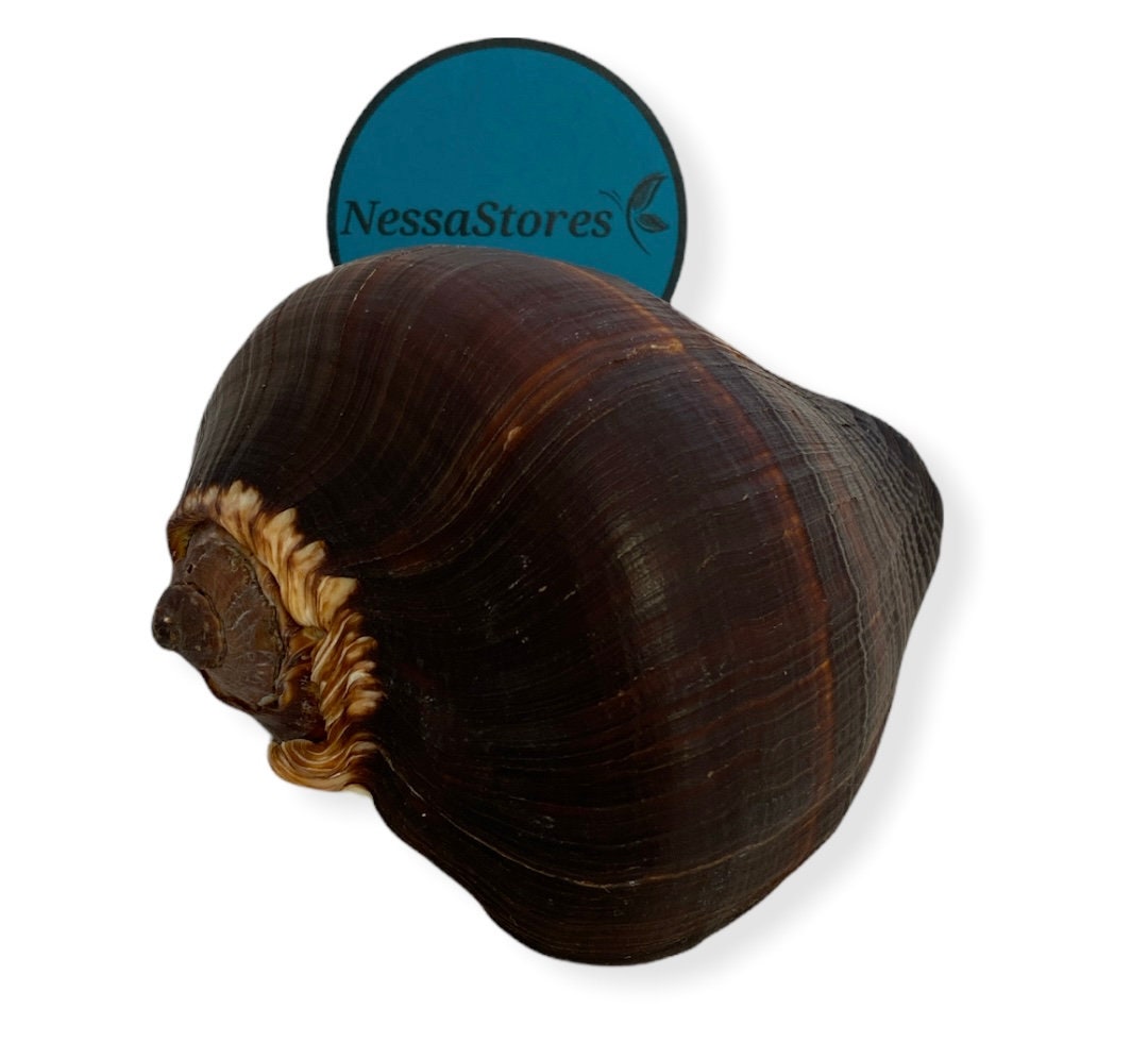 Nessastores- Polished Fiber Conch Sea Shell Beach Home Decor 4" - 5 ...