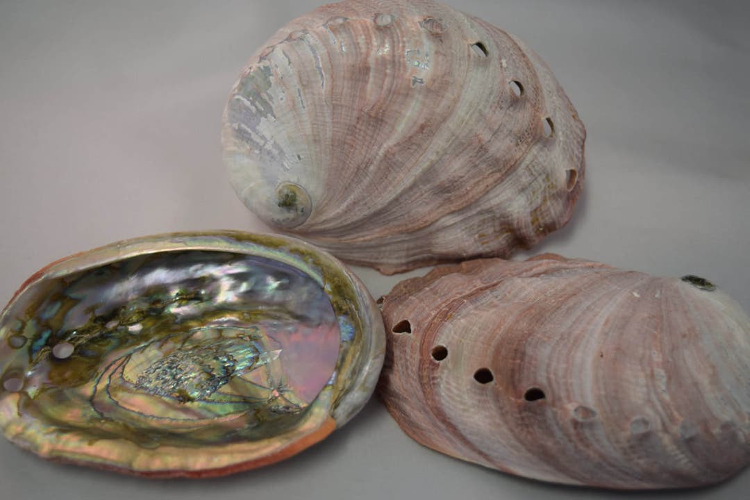 Nessastores Red Abalone Sea Shell One Side Polished Beach Craft 4" - 5 ...