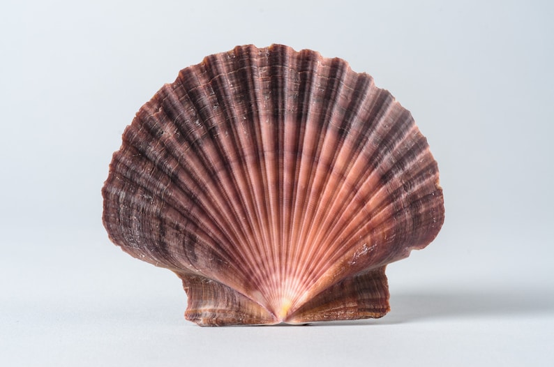 Nessastores- Mexican Flat Sea Shell Beach Craft Scallop 2" - 3" ( 10 ...