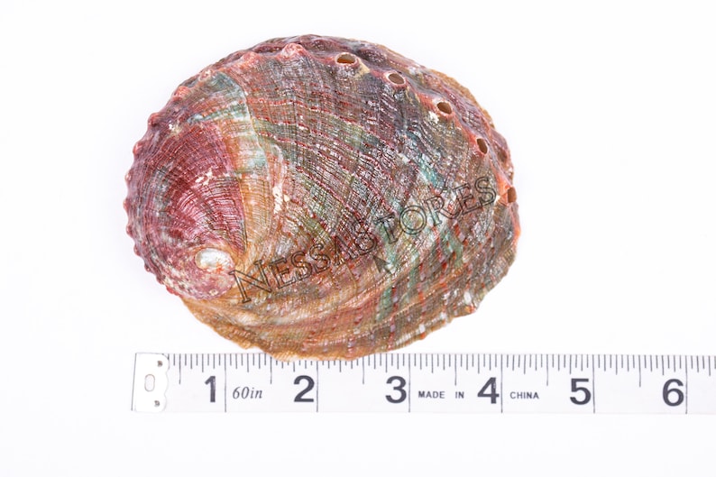 Nessastores- Threaded Abalone Sea Shell One Side Polished Beach Craft 4 ...