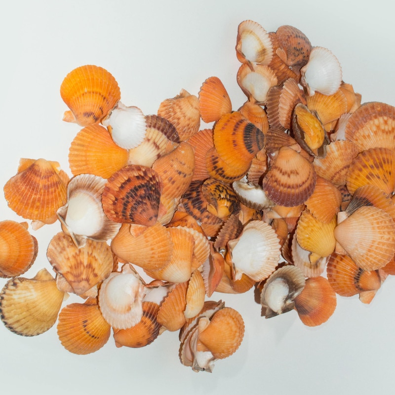 Calico Scallop Shell - Etsy