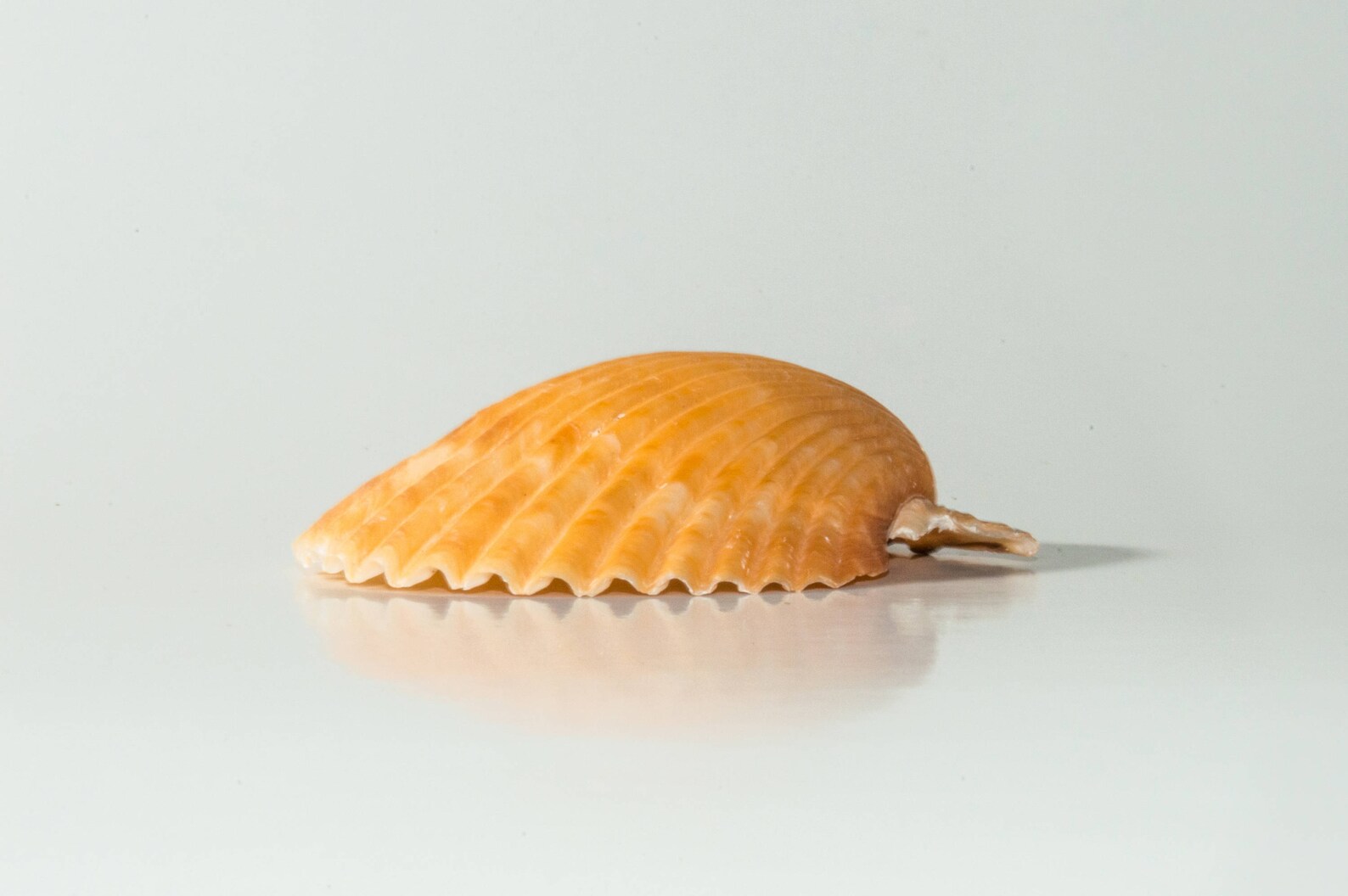 Nessastores Orange Pecten Sea Shell Beach Craft Scallop - Etsy