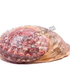 Nessastores- Threaded Abalone Sea Shell One Side Polished Beach Craft 4 ...