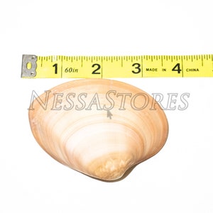 Nessastores- Brown Clam Sea Shell Beach Craft Scallop 3" - 4" (4 PCS ...