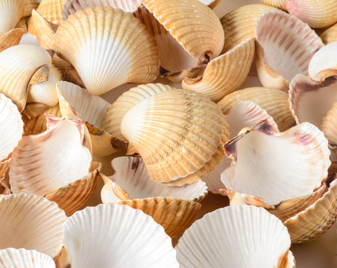 Scallop Shells, Mexican Deep Scallop Shells, Sea Shells, Beach Decor ...