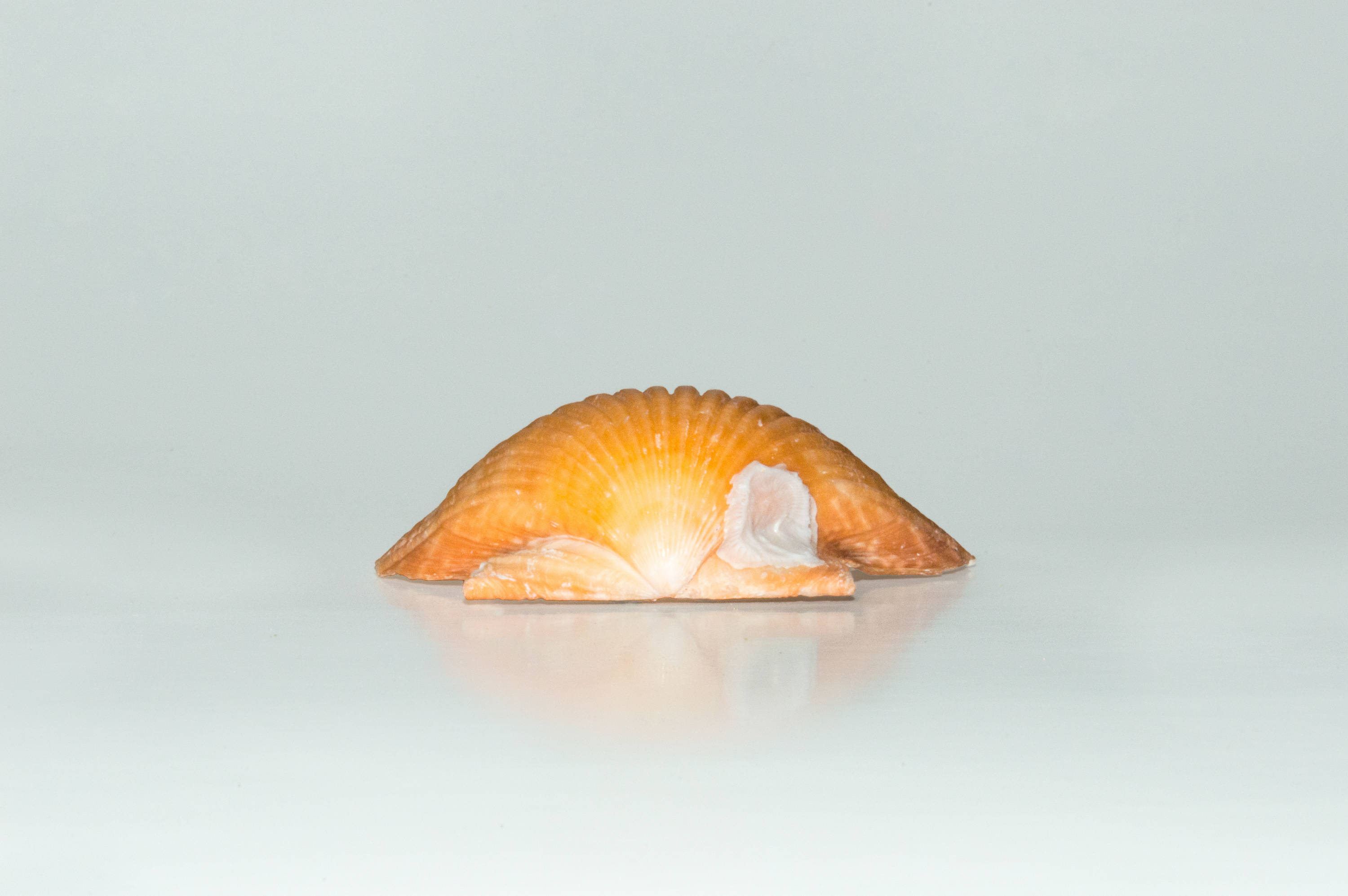Nessastores Orange Pecten Sea Shell Beach Craft Scallop - Etsy