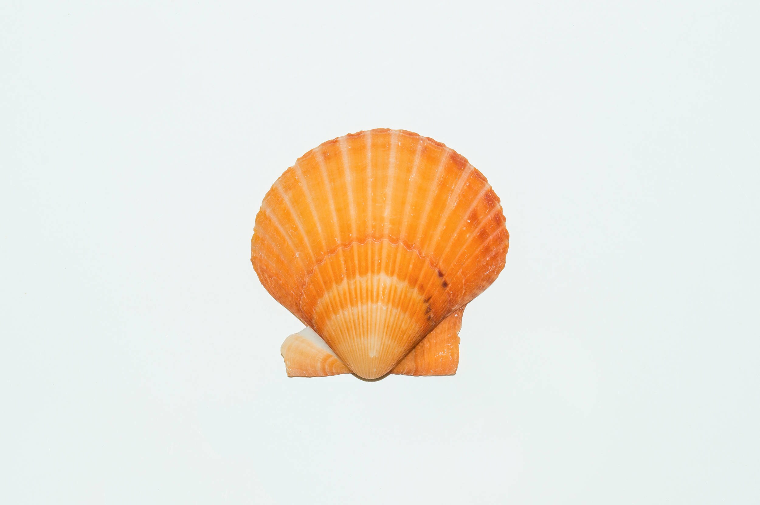 Nessastores Orange Pecten Sea Shell Beach Craft Scallop - Etsy