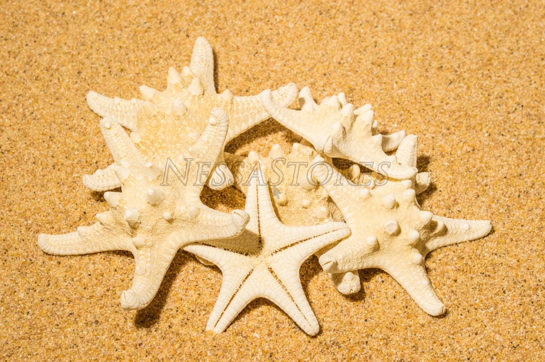 Nessastores- Natural White Knobby Bumpy Starfish Sea Shell Bleached 2 ...