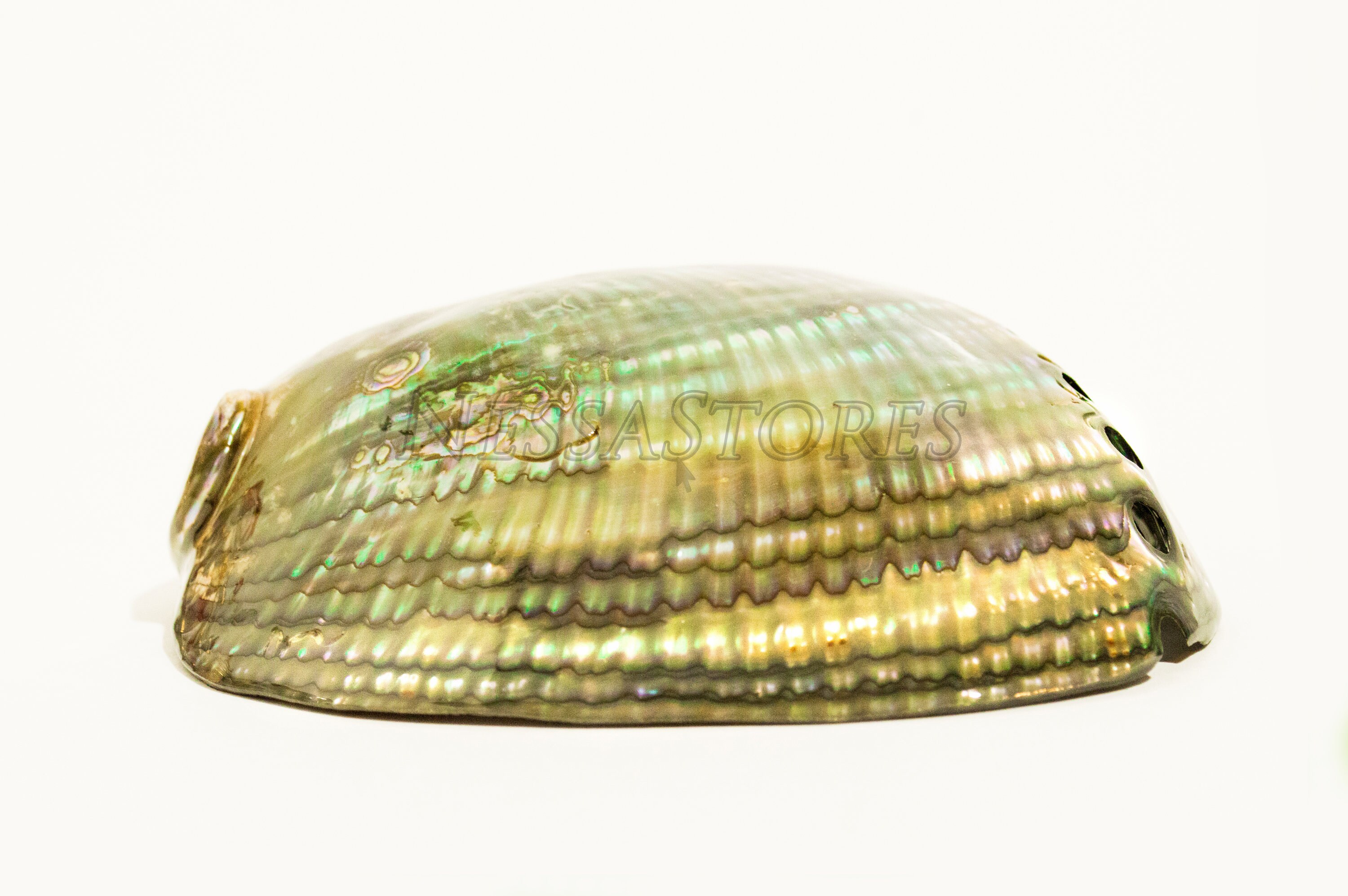 Nessastores Green Abalone Sea Shell Both Side Polished Beach | Etsy