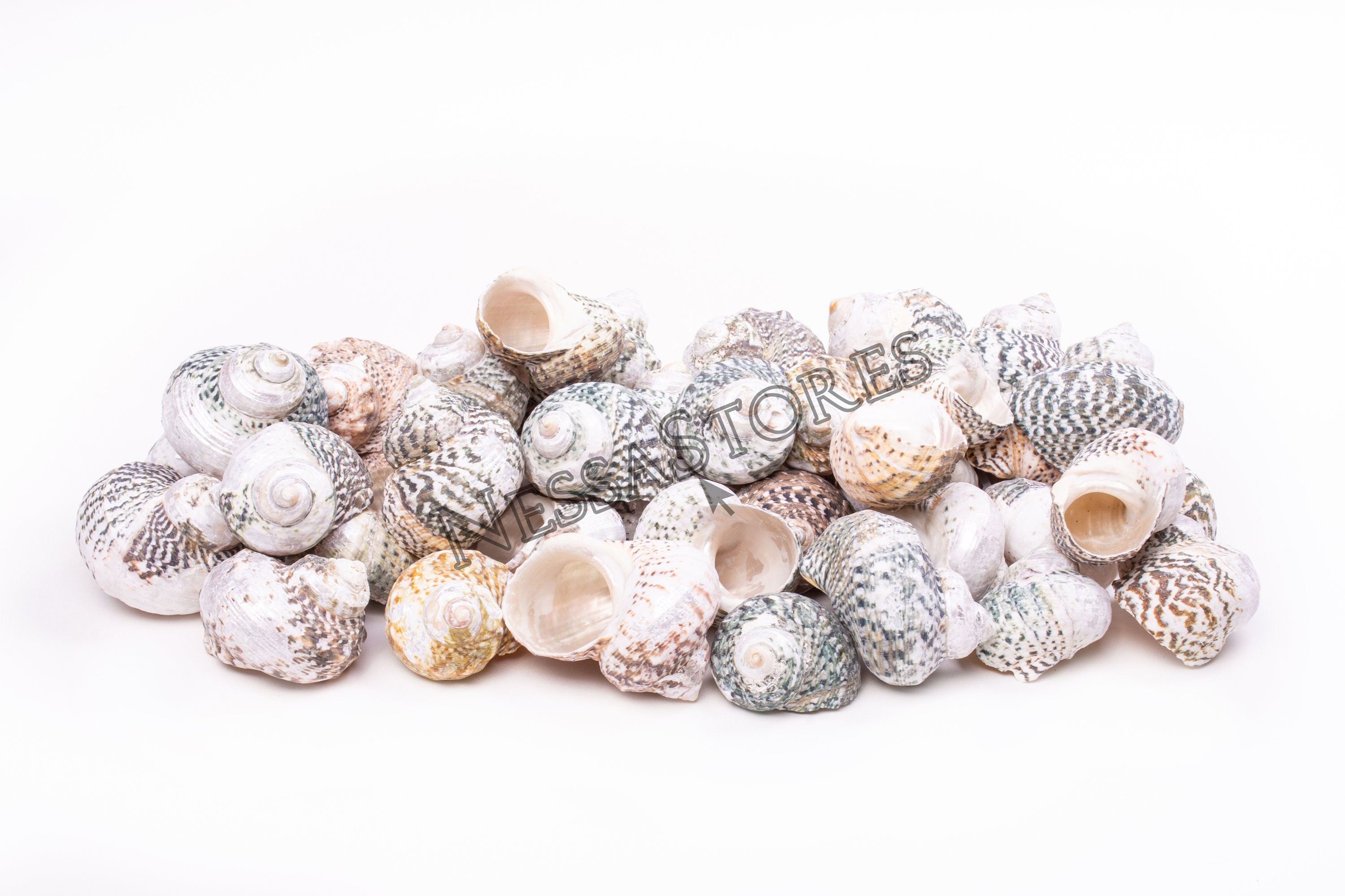 Hermit Crab Shells for sale| 77 ads for used Hermit Crab Shells