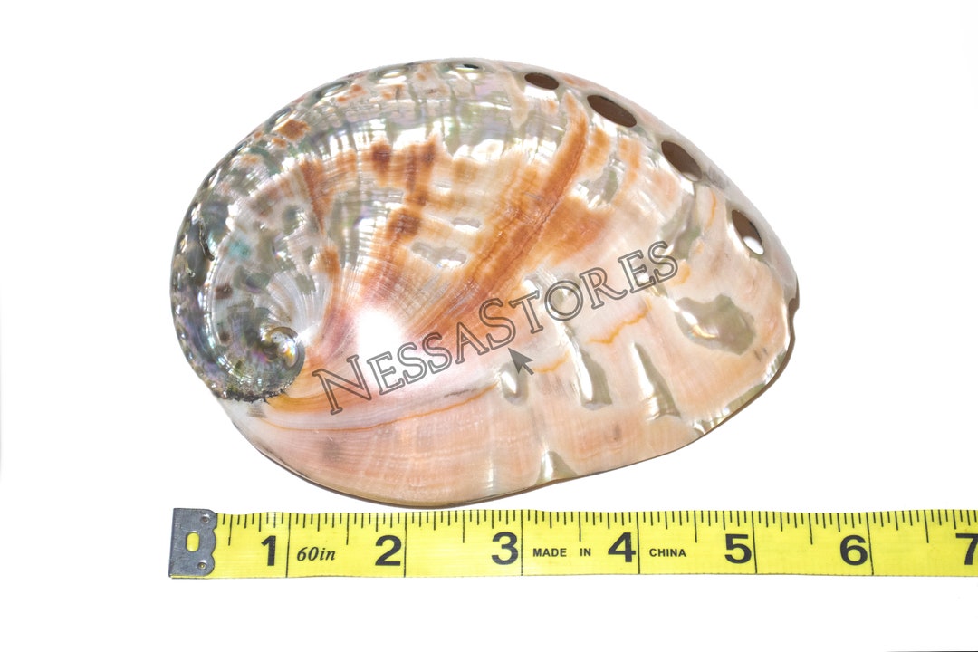 Nessastores- Red Abalone Sea Shell BOTH Side Polished Beach Craft 5 ...