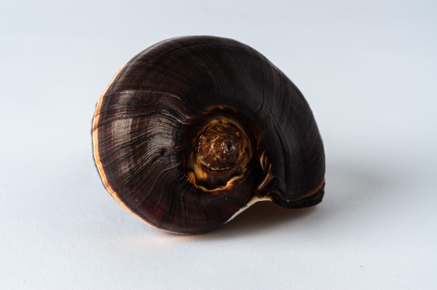 Nessastores Polished Fiber Conch Sea Shell Beach Home Decor | Etsy